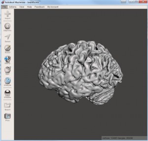 The evolution of the brain | SCHMIBEN UNLIMITED